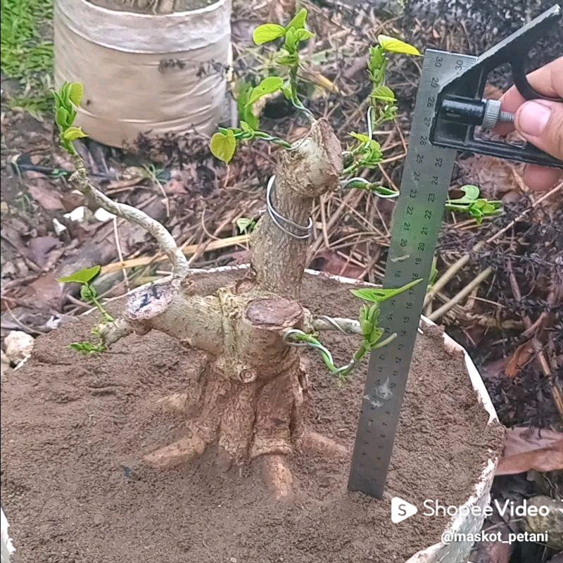 Video by maskot_petani | Shopee Video Indonesia